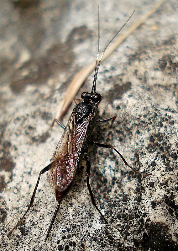 Guía Visual de la Biodiversidad de Navarra
